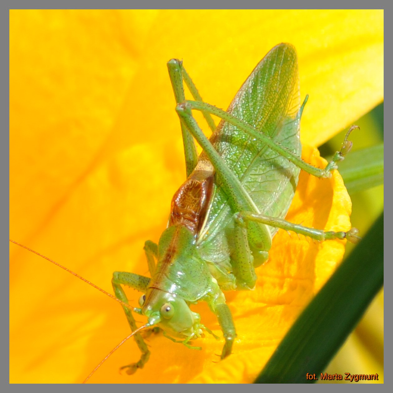 Rybotycze - Boryslawka: Rybotycka przyroda, czyli co w trawie siedzi;)