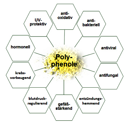 Natürlich Gesund: Polyphenole: wirksame Antioxidantien in Grüntee