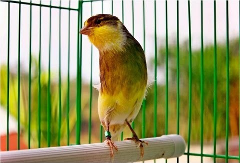 Daftar Harga Burung Kenari Semua Jenis Orisinil Terbaru Tahun 2019