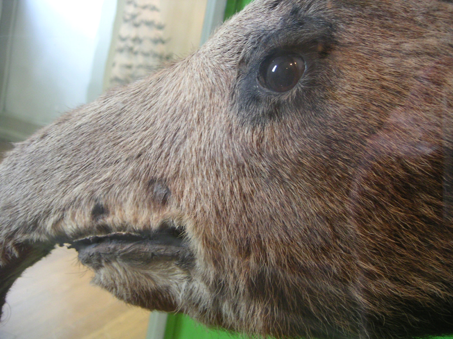 TAPIRS: The Tapir Preservation Fund (TPF): Harvard Tapirs: Of Toes and ...