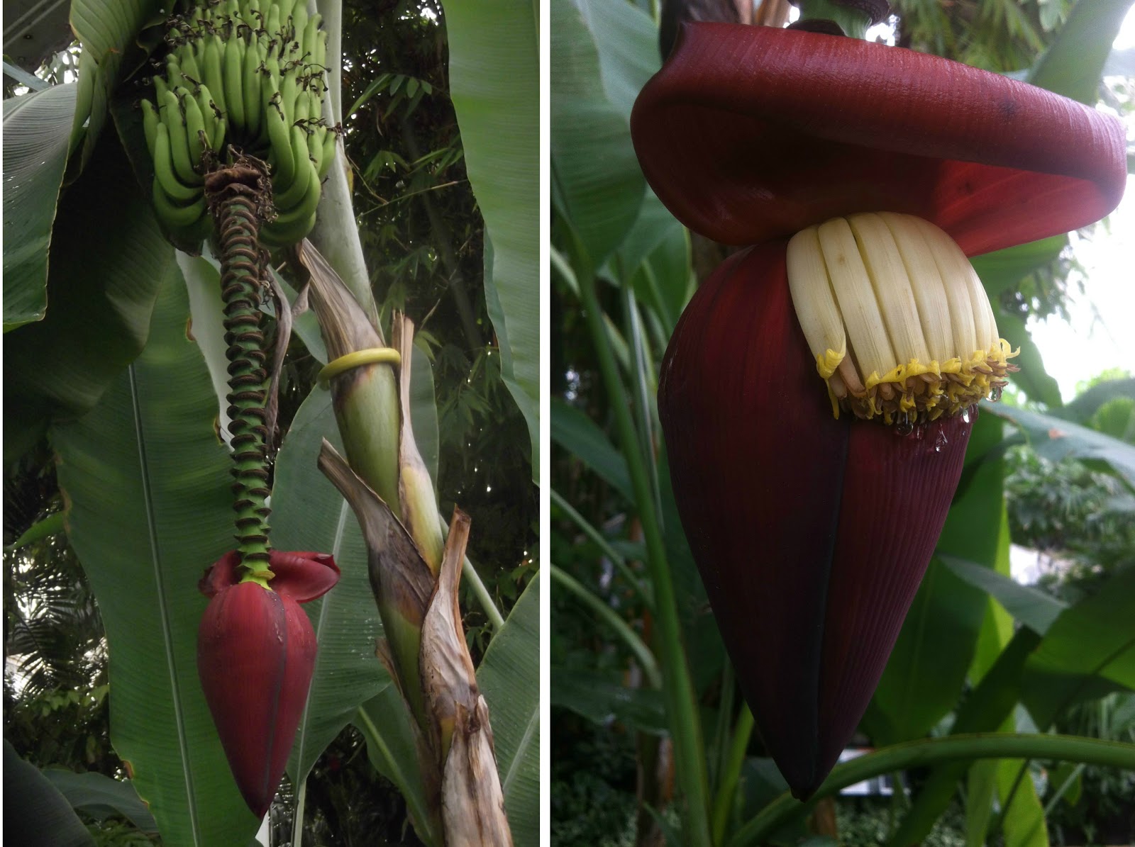 What ho Kew!: March 2013