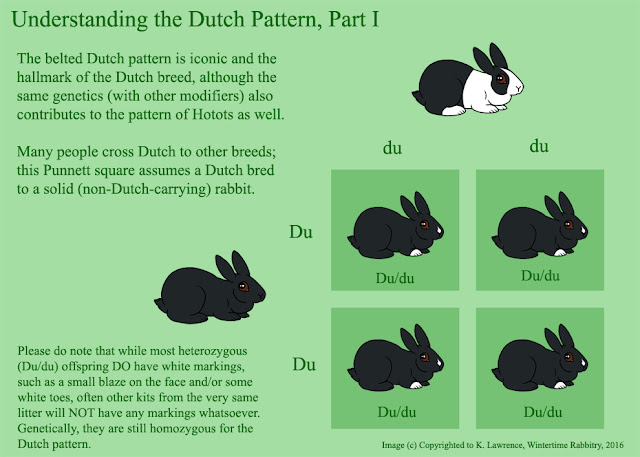 Rabbit Genetics And Musings: Cheat Sheet: Understanding the Dutch ...
