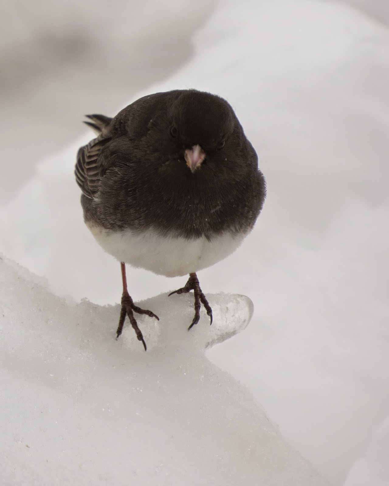 Things with Wings: Puffed Up Bird Contest