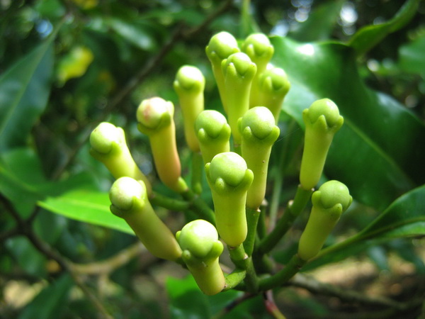 Perjalananku :) :D: Cengkih (Syzygium aromaticum, syn. Eugenia aromaticum)
