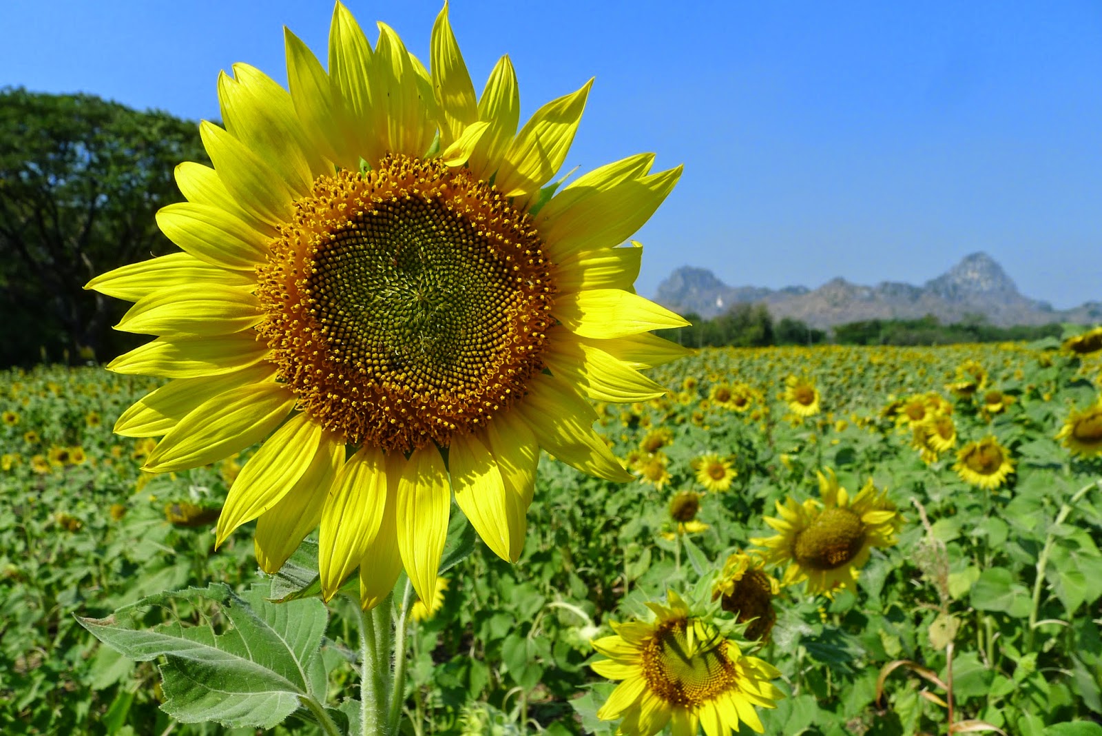 Lopburi: Sunflower Field, Monkeys & Historical Sites