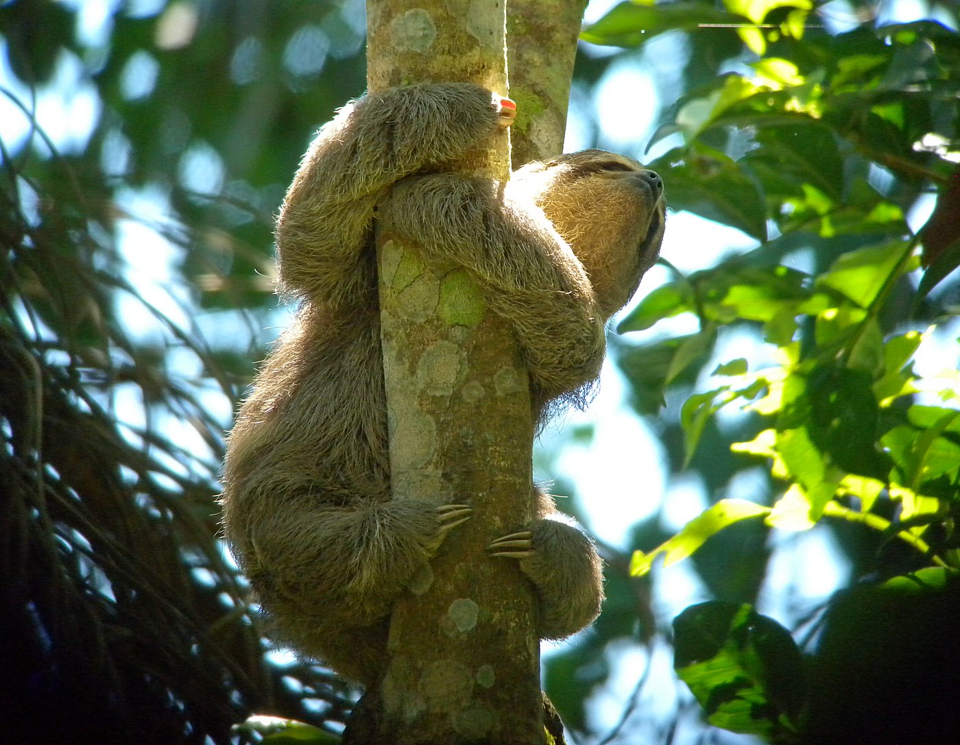 Bucks Birders in Brazil - 2016: REGUA