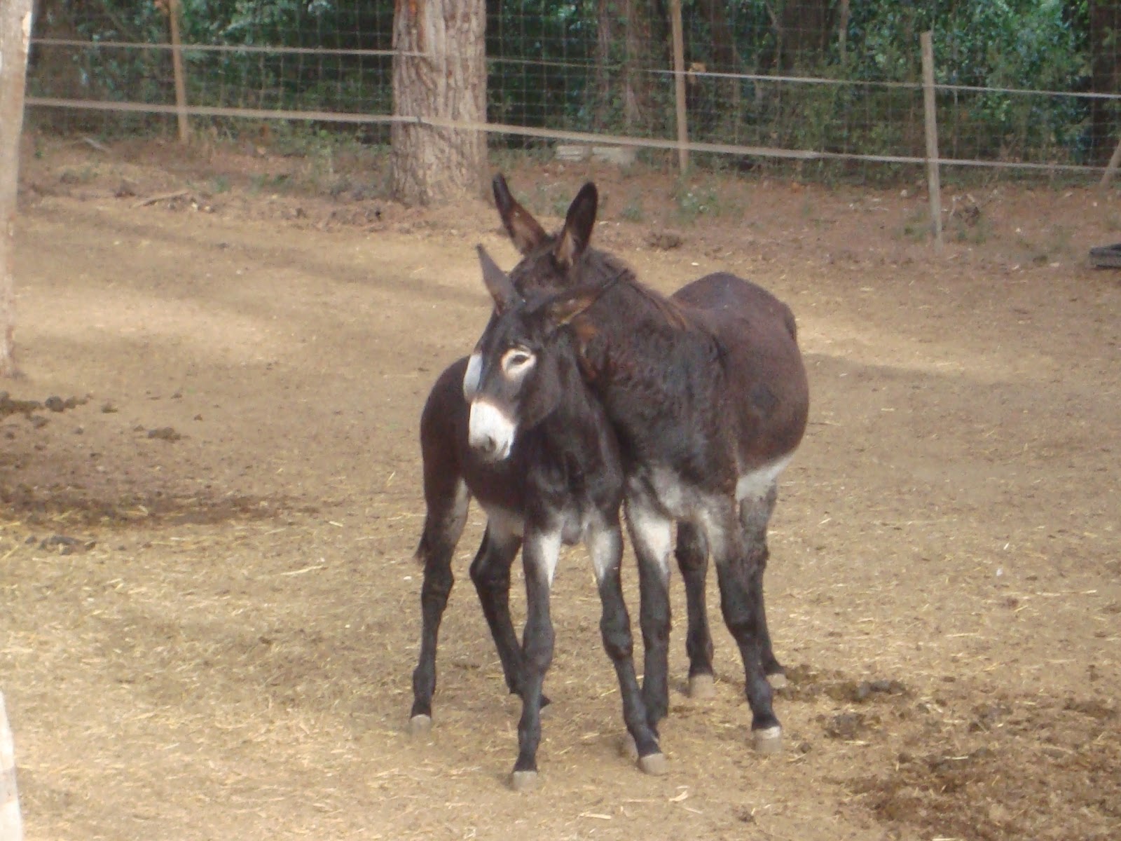 CATALONIAN DONKEYS' REPRODUCTION AT AUTONOMOUS UNIVERSITY OF BARCELONA ...