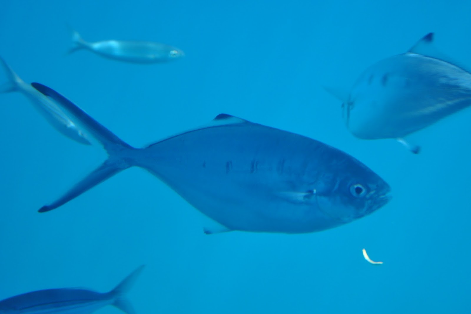 ZOOTOGRAFIANDO (6.100 ANIMALS): PÁMPANO BLANCO / SHORT DORSAL FIN ...