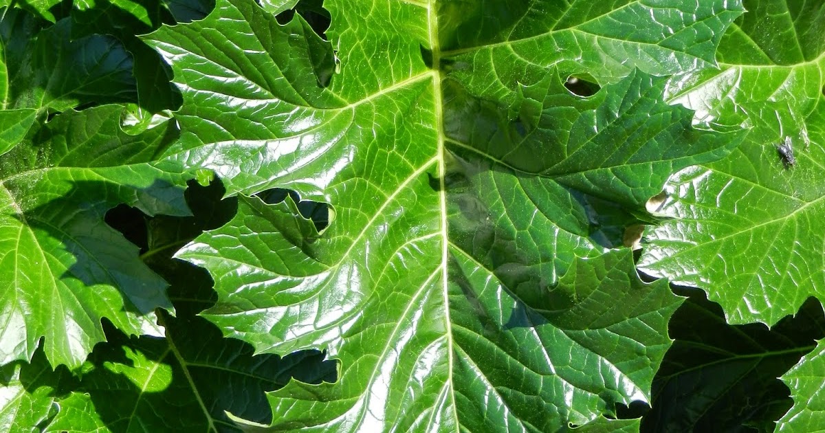 art+works: Acanthus Lesson 1: A Proper Leaf, Part One (The Roots!)