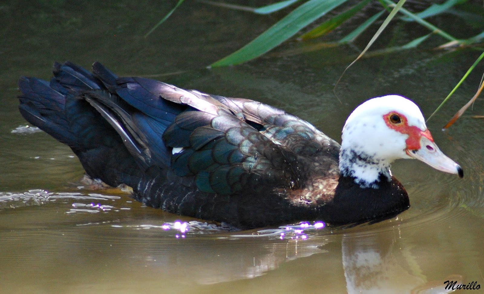Las excursiones de Murillo "murillonature": Pato Criollo hembra ...