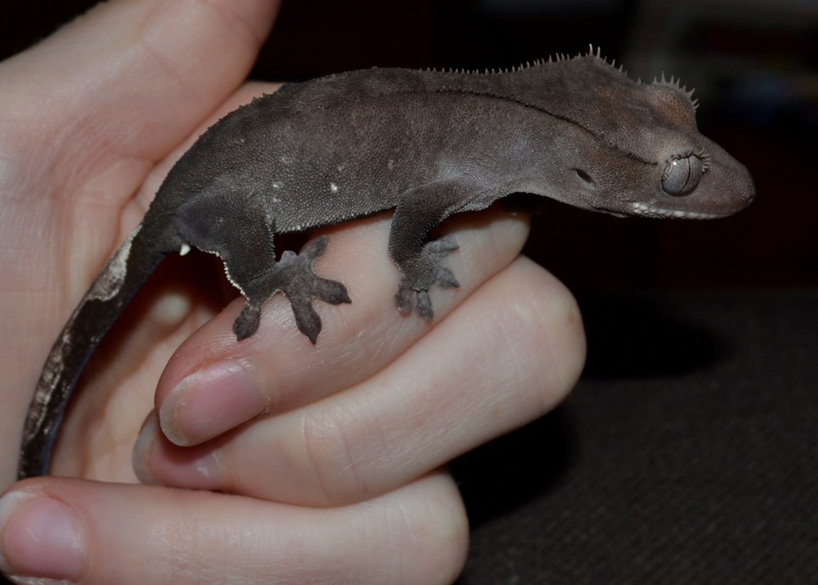 Crested Geckos Blog: Grey Geckos Photos