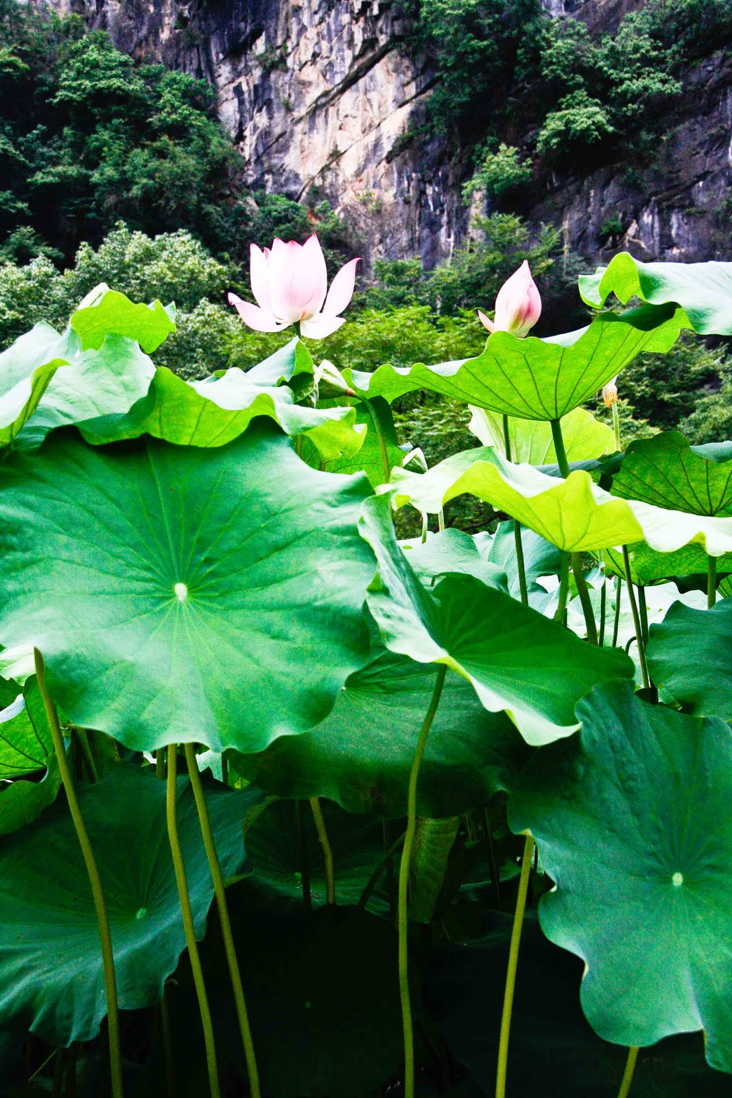 Life on Nanchang Lu: A Forest of Lotus Blossoms