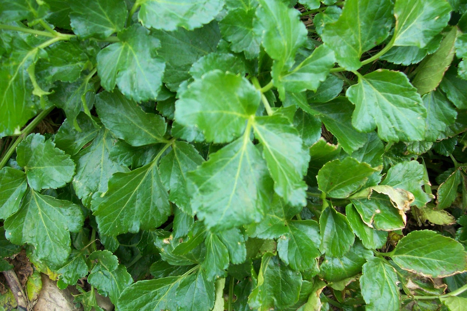 BUZZARD BUSHCRAFT: Seashore plants and seaweeds