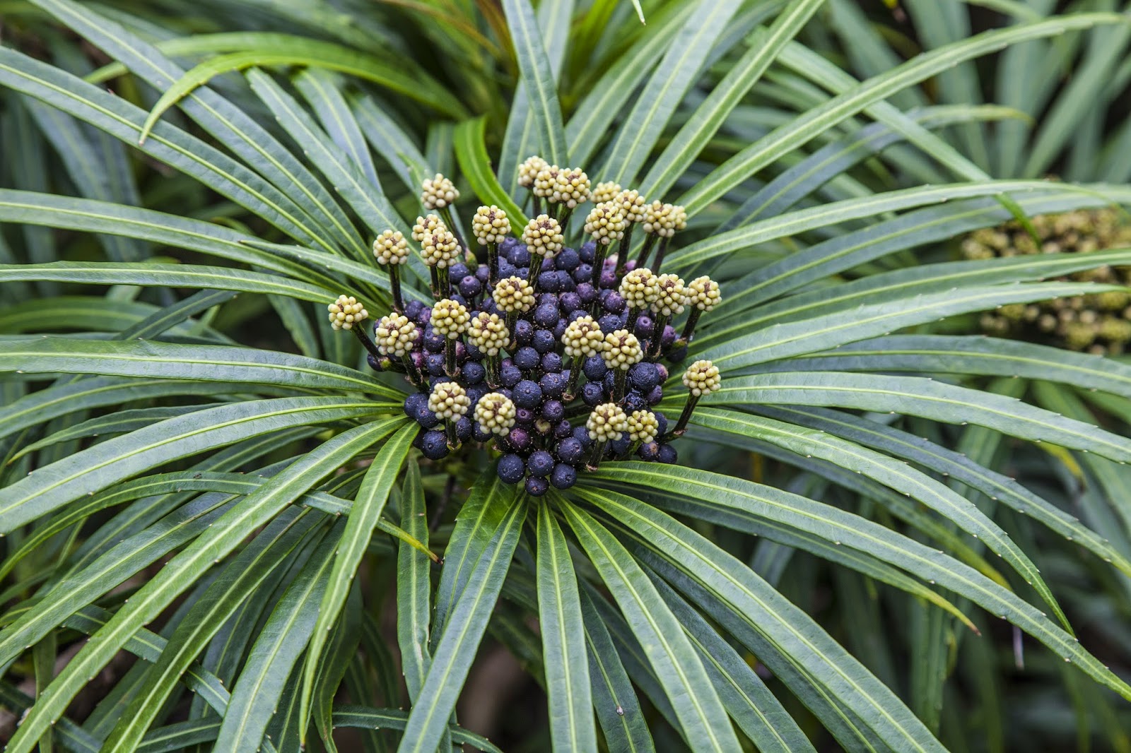 Walking Arizona: Miagos Bush in the Ho'omaluhia Botanical Garden, Oahu