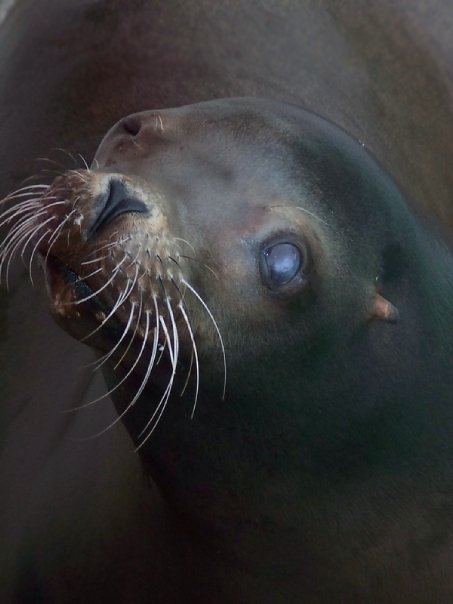 Deformutilation: Blind Animals