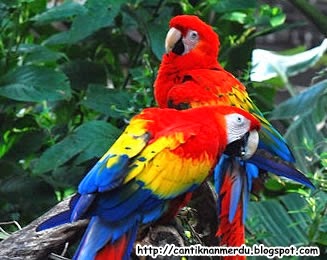 Budidaya Burung: Burung Macaw yang sangat cantik dan macam-macam jenisnya