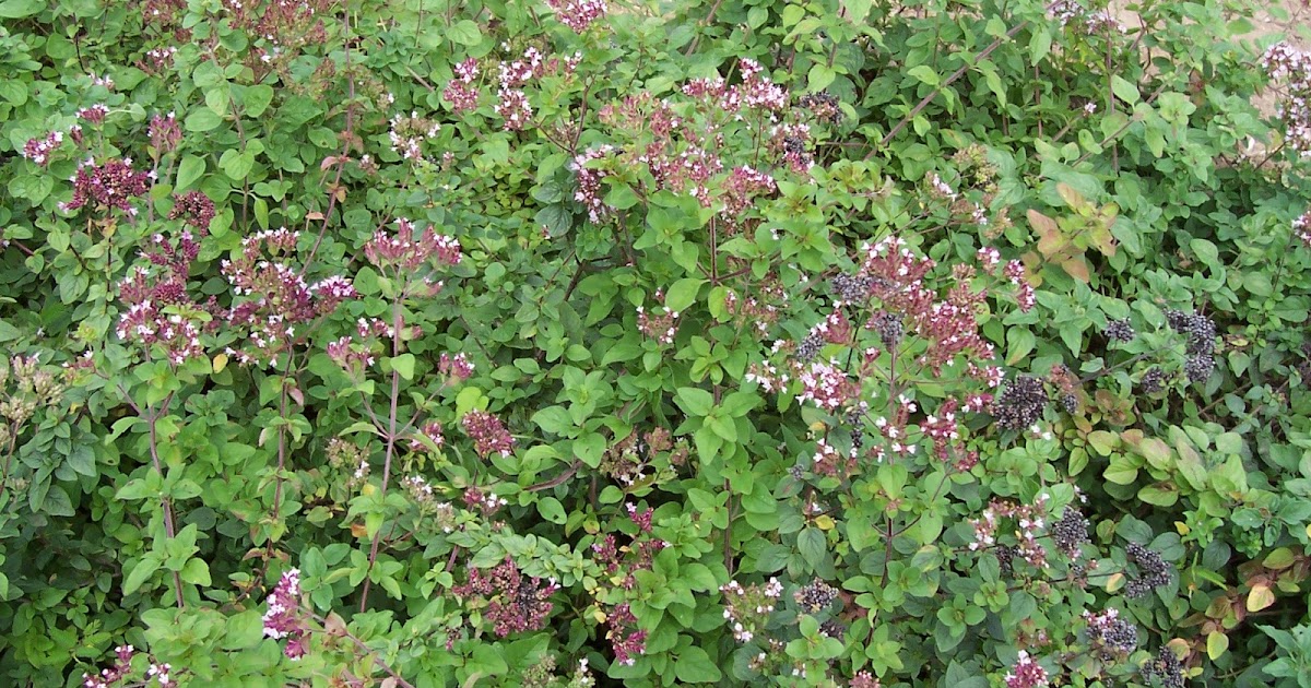 OREGANO - THE PIZZA HERB | Ambrosia