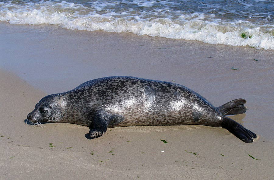 POLSKA WIRTUALNA: Słowiński Park Narodowy. Podróże.