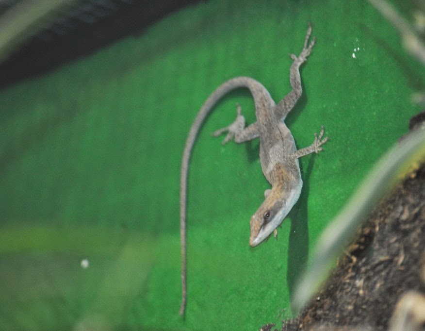 ZOOTOGRAFIANDO (6.100 ANIMALS): ANOLIS DE CAROLINA / GREEN ANOLE (Anolis carolinensis)