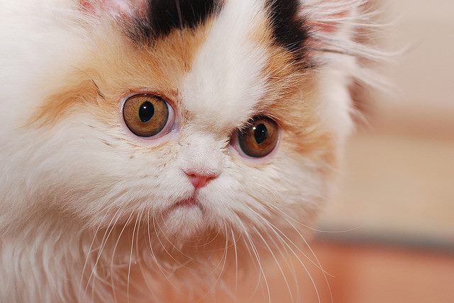 Big Face Cat | Cute CATS