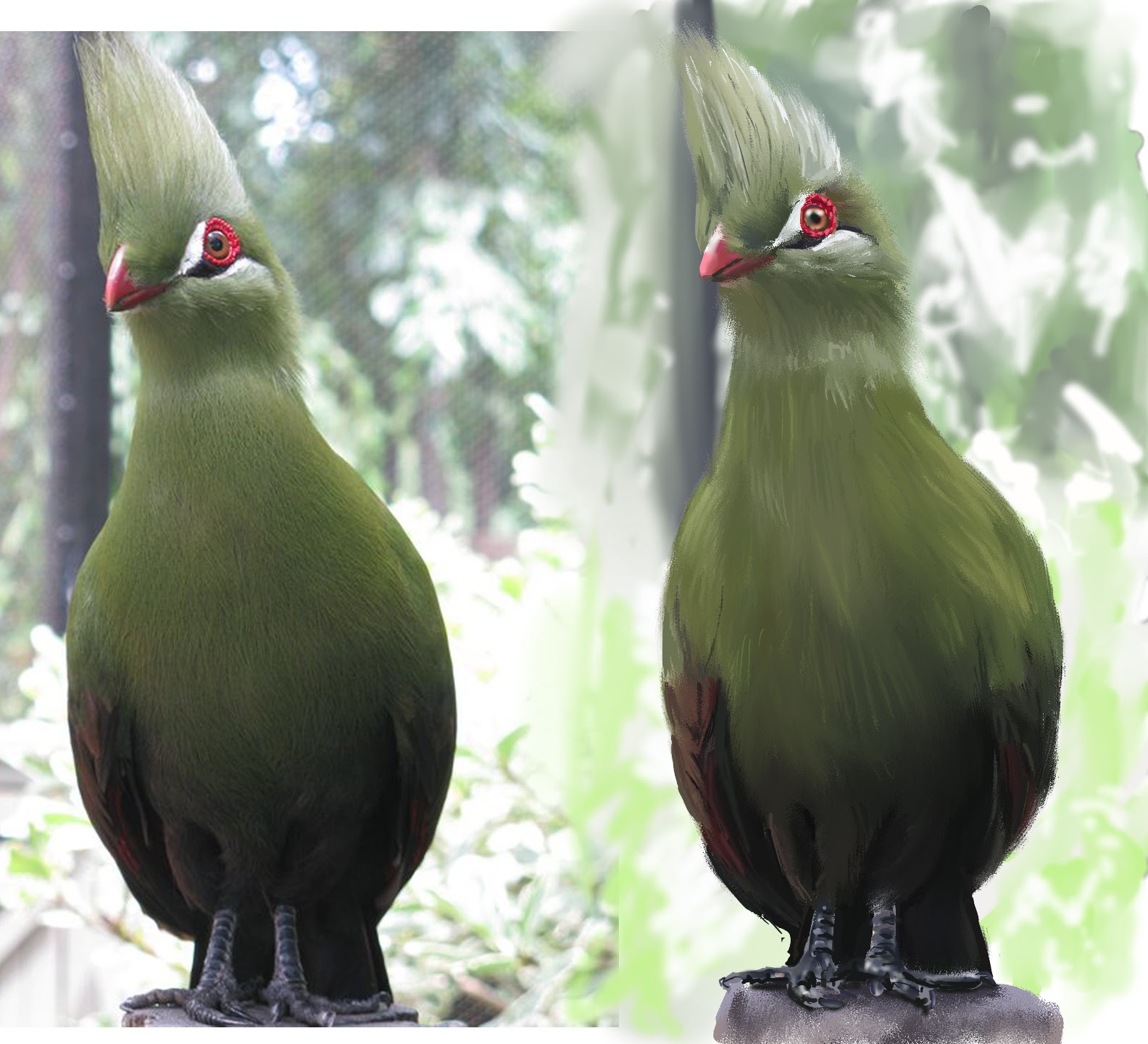 Bird, Types of birds: Green turaco
