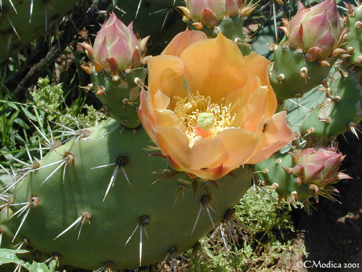 Cactus Flowers