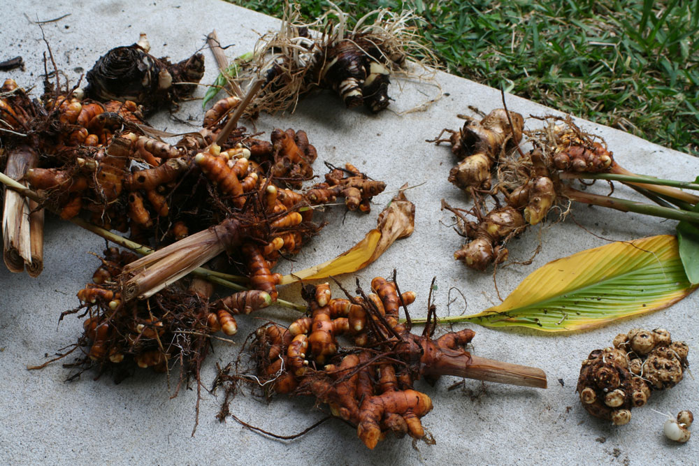The Rainforest Garden: How to Grow Turmeric