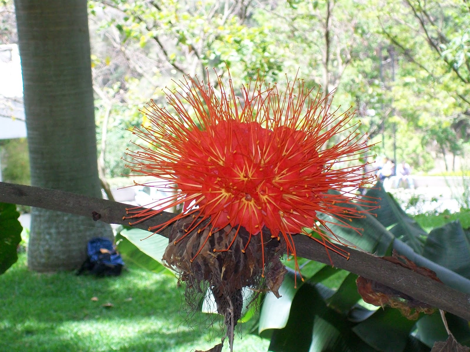 JFRHOUSE: ROSA DE MONTAÑA