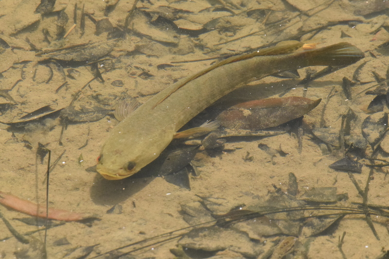 Singapore Wild Animals: Snakeheads