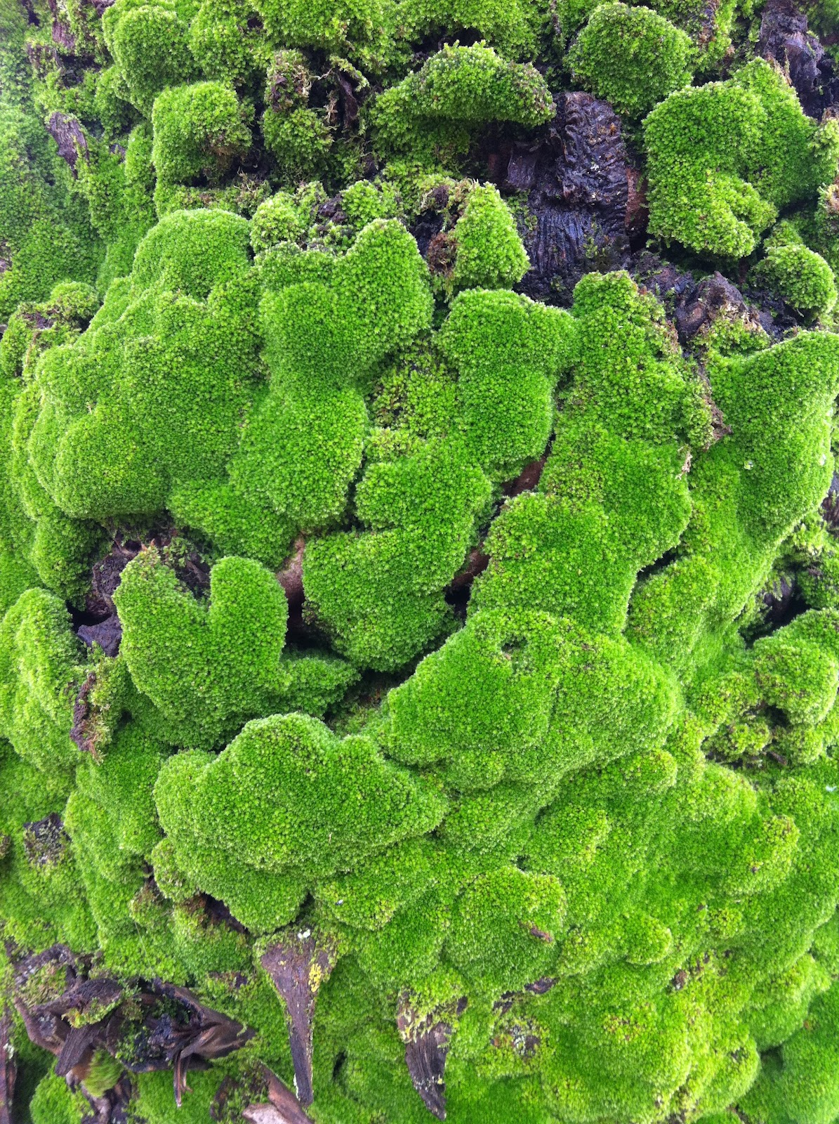 BIOLOGIA PARA A VIDA : BRIÓFITAS, HEPÁTICAS, MUSGOS