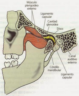 Anatomía Humana: Articulación Temporomandibular