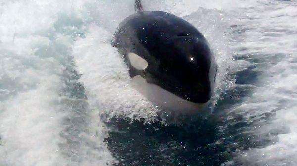 White Wolf : 'Whale' of a tale: Couple captures incredible video of ...