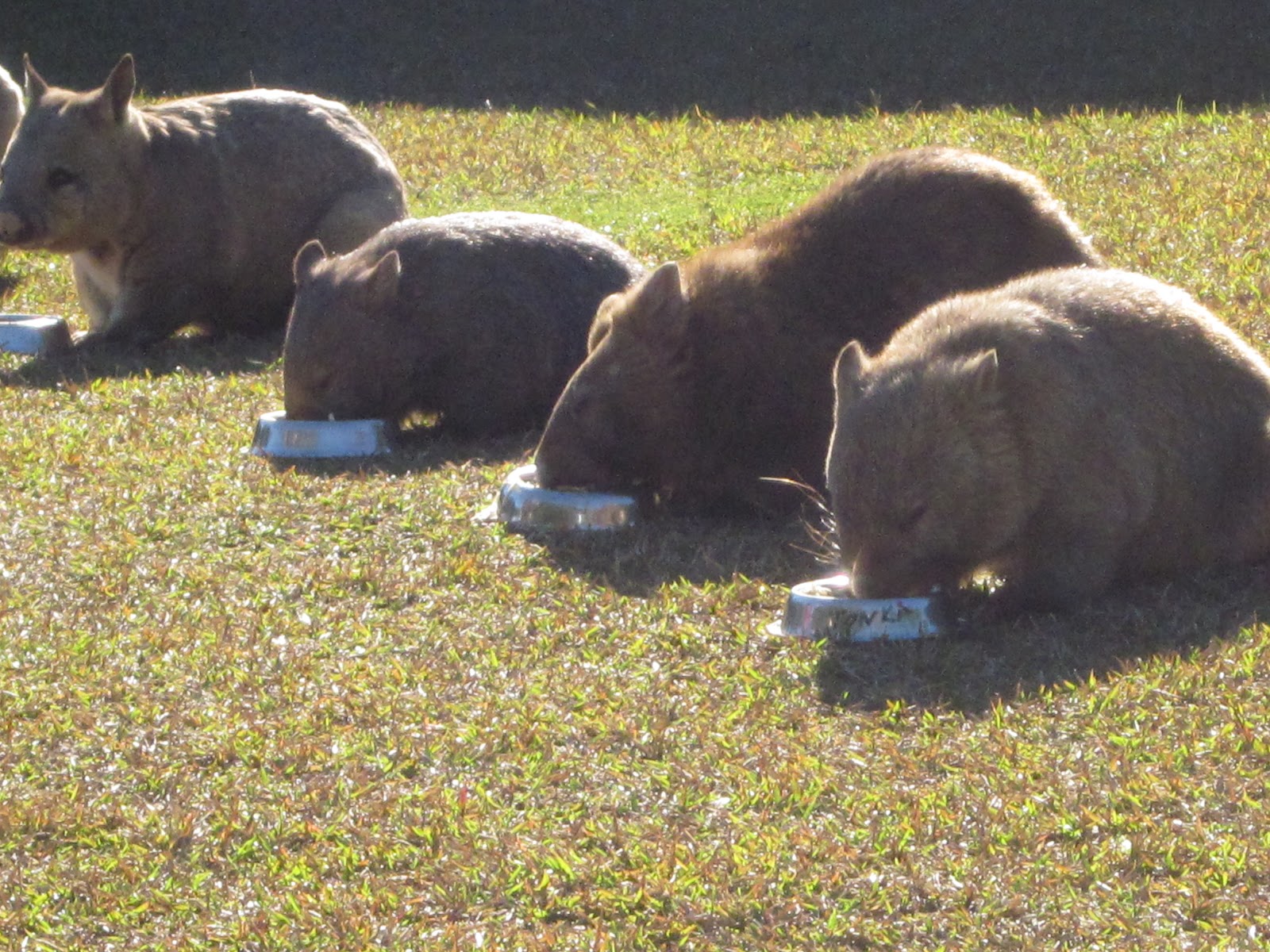 1000+ images about Love Wombats on Pinterest | Wombat, Cute wombat and ...