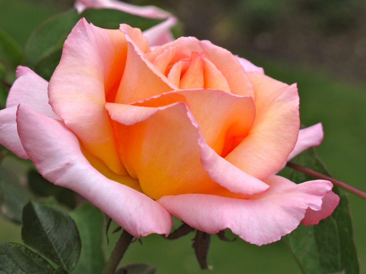 Windsor Castle, William Shakespeare and England's Rose