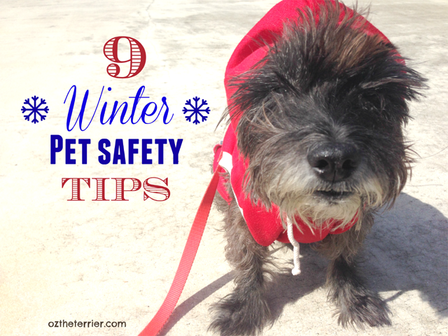 9 Winter Pet Safety Tips | Oz the Terrier - Lifestyle Dog Blog