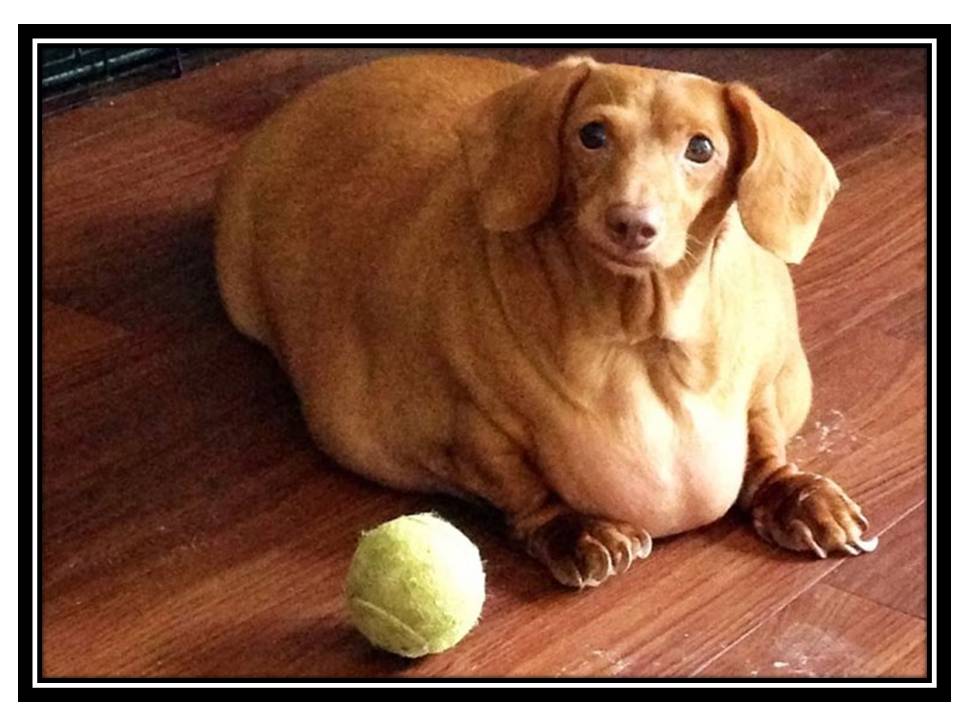 MUN: Prevenir la obesidad en perros