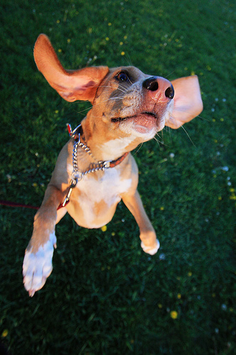 best photos 2 share: Awesome Jumping Dog Pictures