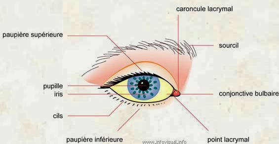 Groupe 36 - Année 2013-2014: Pourquoi les yeux sont de différentes ...