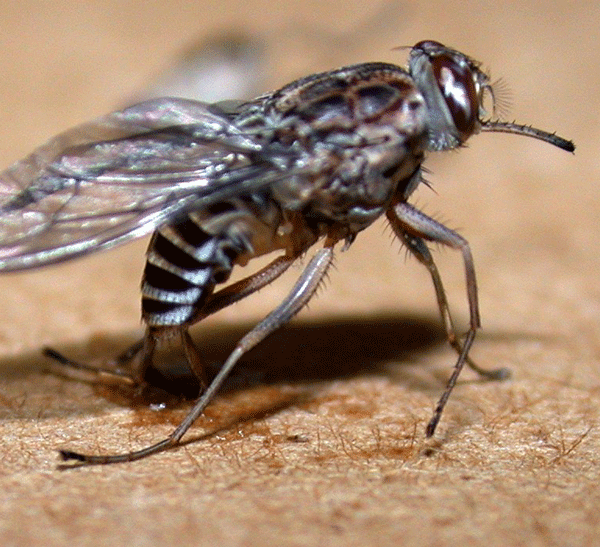 Education à l’Environnement et Entomologie en Ethiopie: Comment nourrir ...