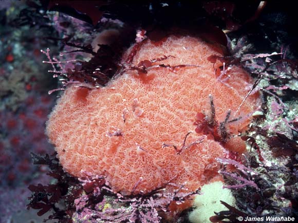 Red Ascidian Tunicate - Aplidium solidum.