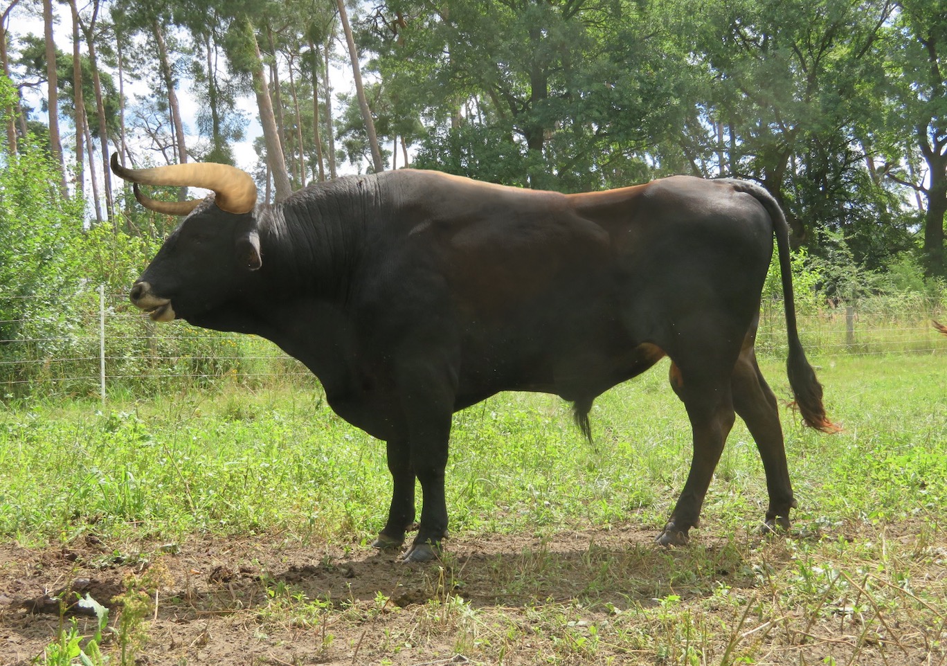 The Breeding-back Blog: Transforming Leo into an aurochs