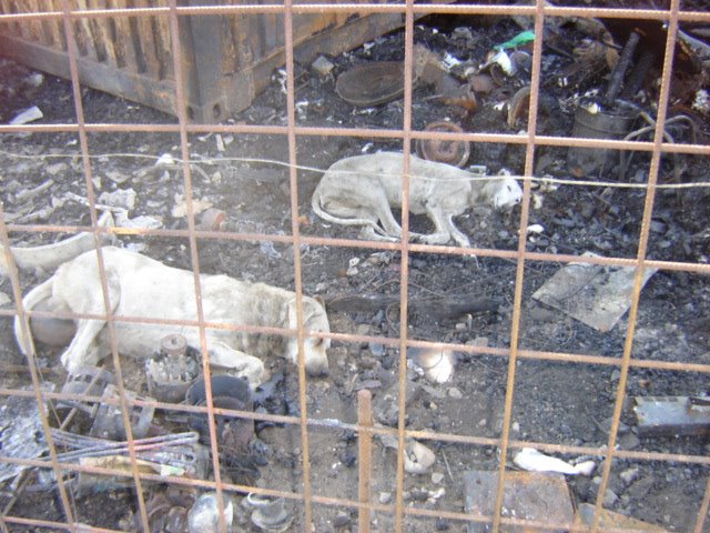 NOBLE GALGO: (ACTUALIZACIÓN) TRAGEDIA EN LOS MOLINOS MARFAGONES ...