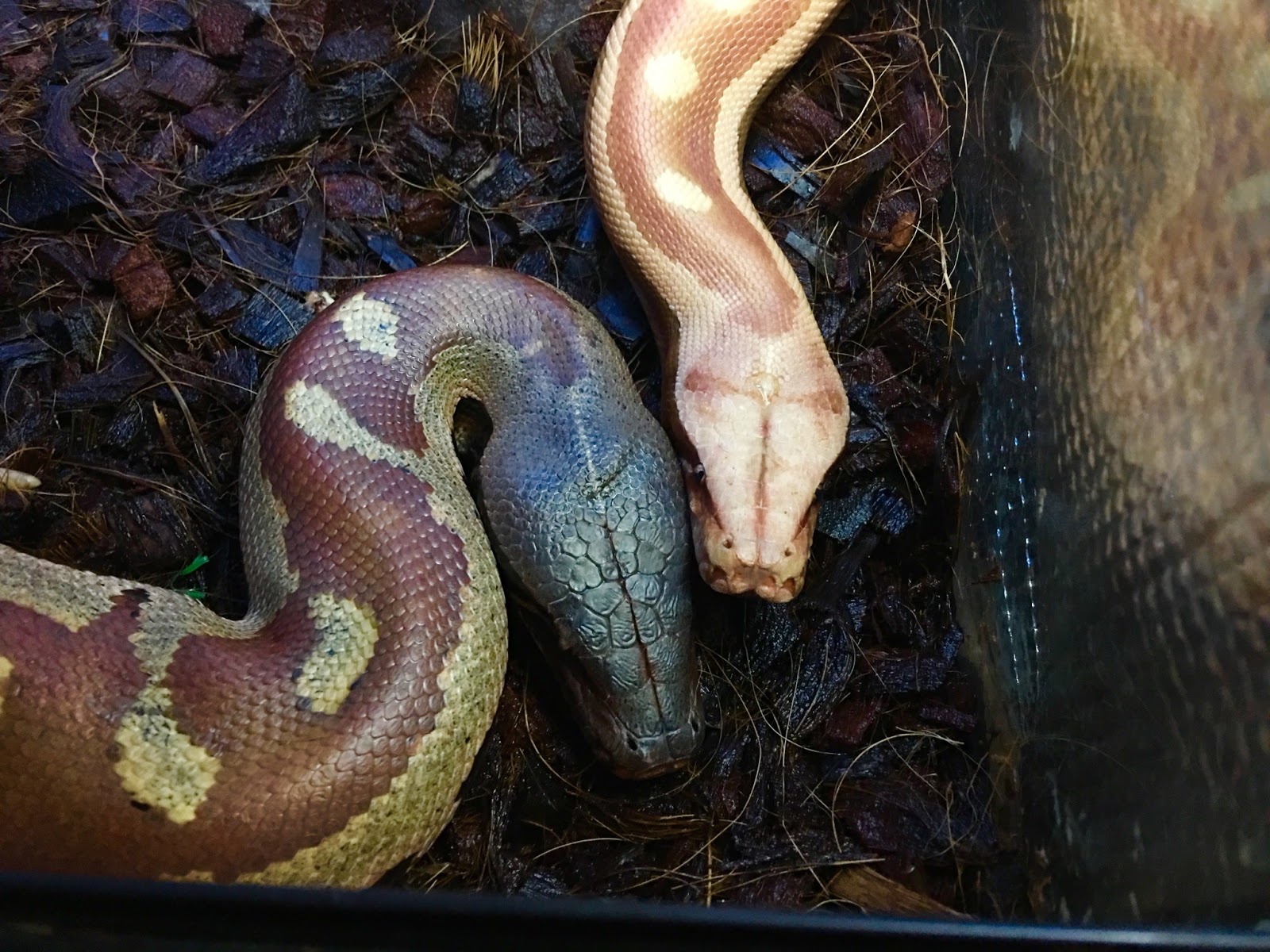 Love Bloodpython Japan: T + albino Blood Python Bunka Red Blood Python ...