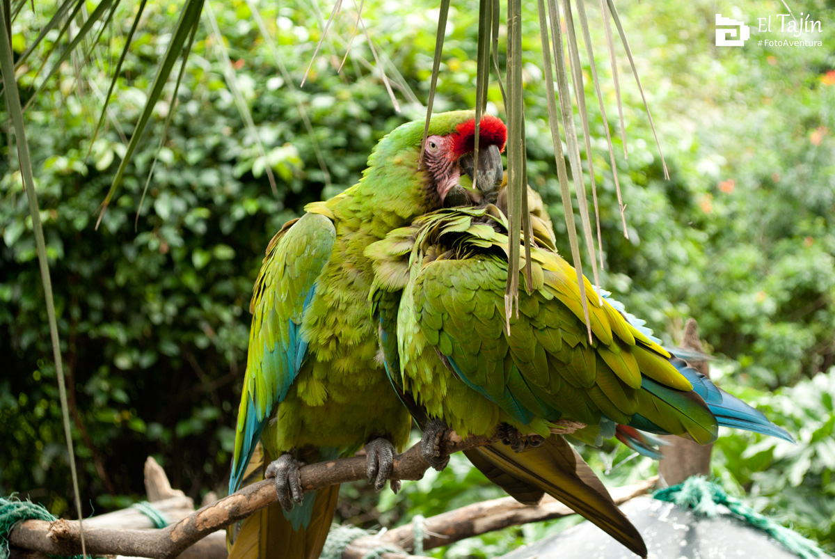 El Zoológico de Chapultepec | Tajín Álvarez "Documentación Fotográfica"