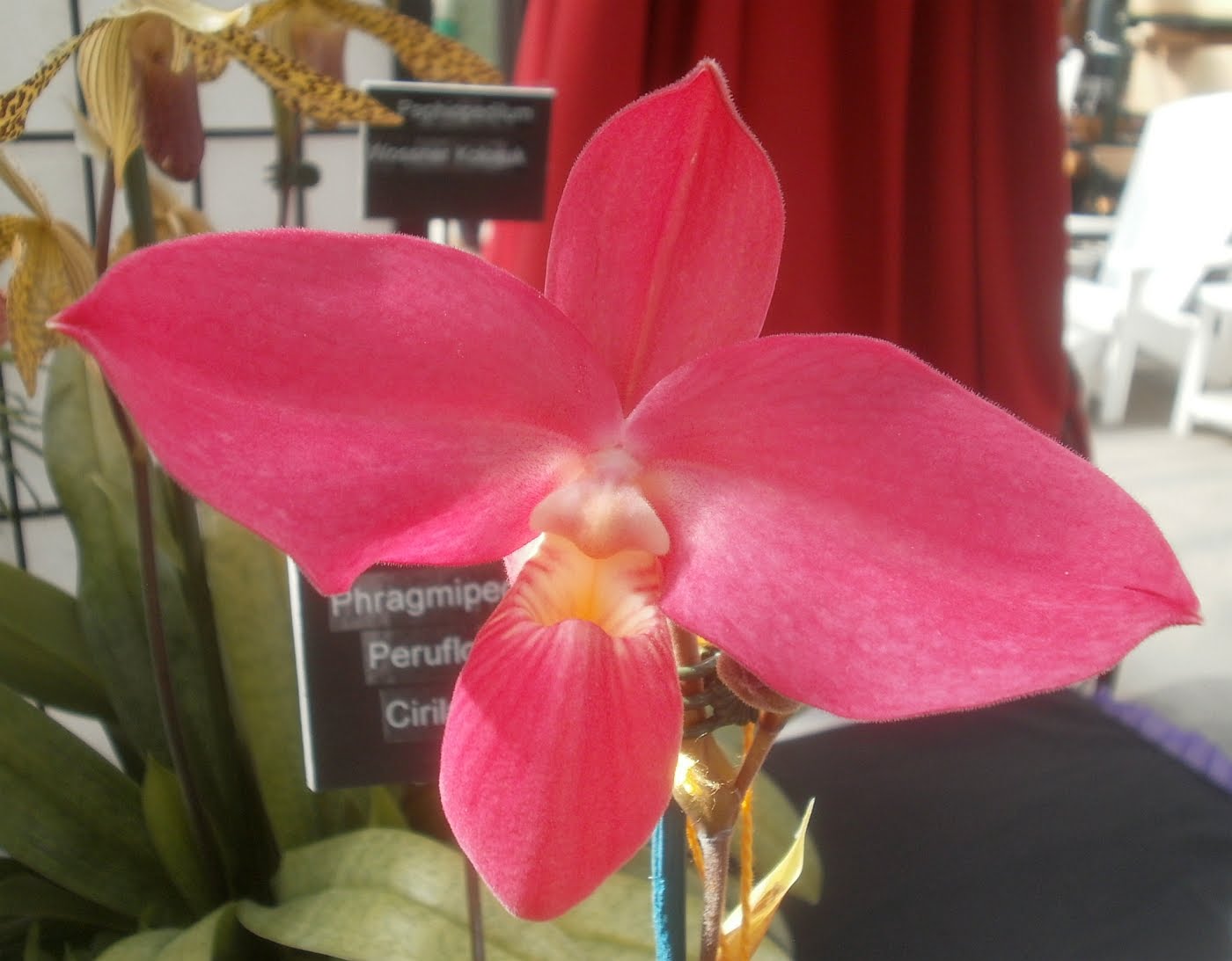 Plants are the Strangest People: Pretty picture: Phragmipedium ...