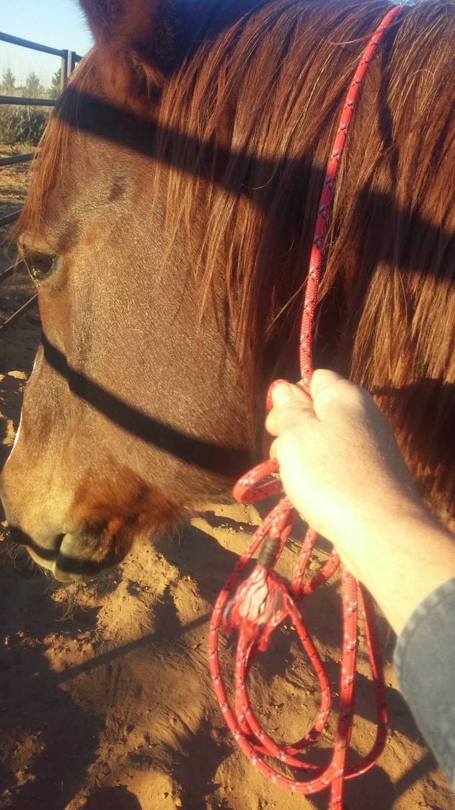 Functional Horsemanship: Tack Tip - More Than a Get Down Rope