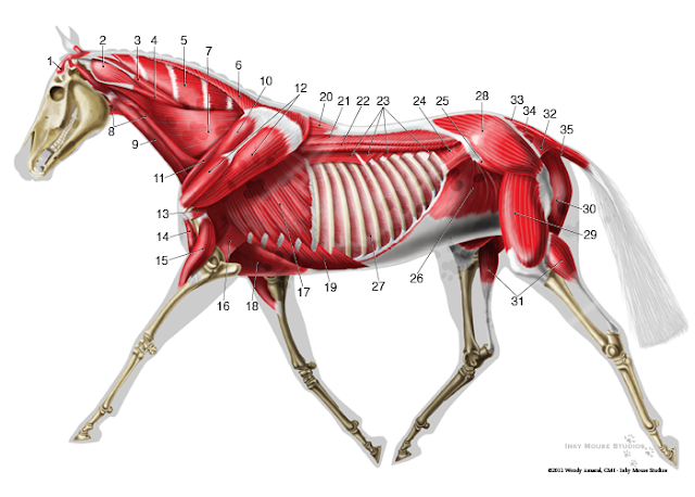 Ciencias de Joseleg: 1 EL MÚSCULO ANIMAL COMO ORGANELO Y COMO CÉLULA