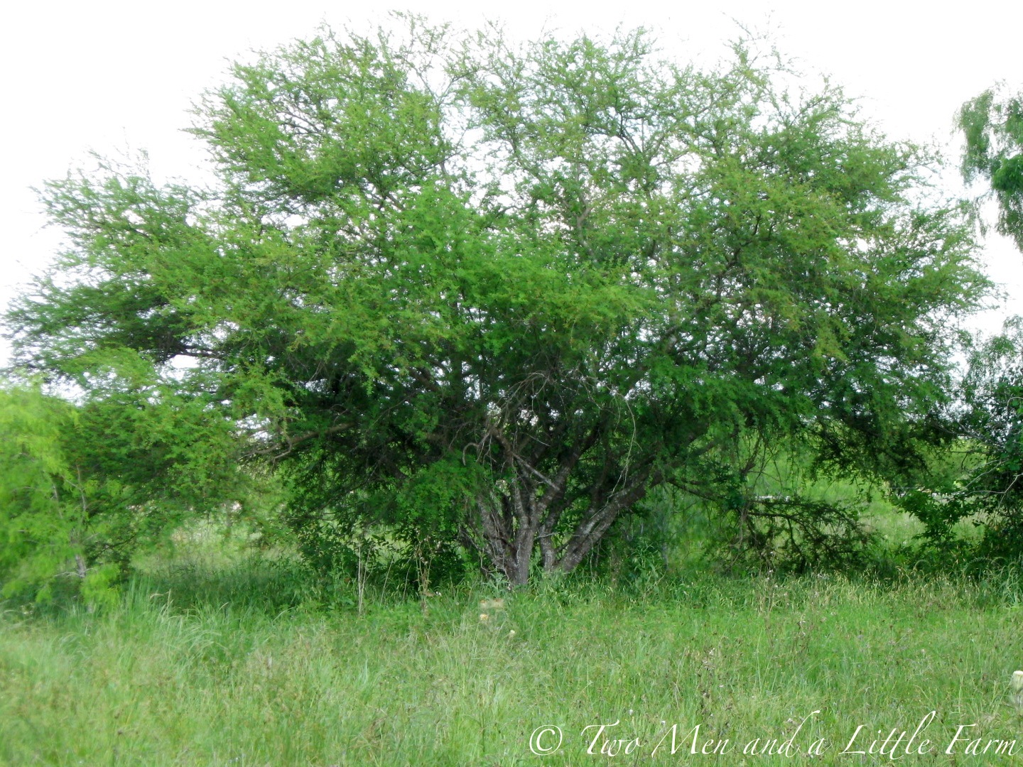 Two Men and a Little Farm: HUISACHE TREE BEFORE AND AFTER