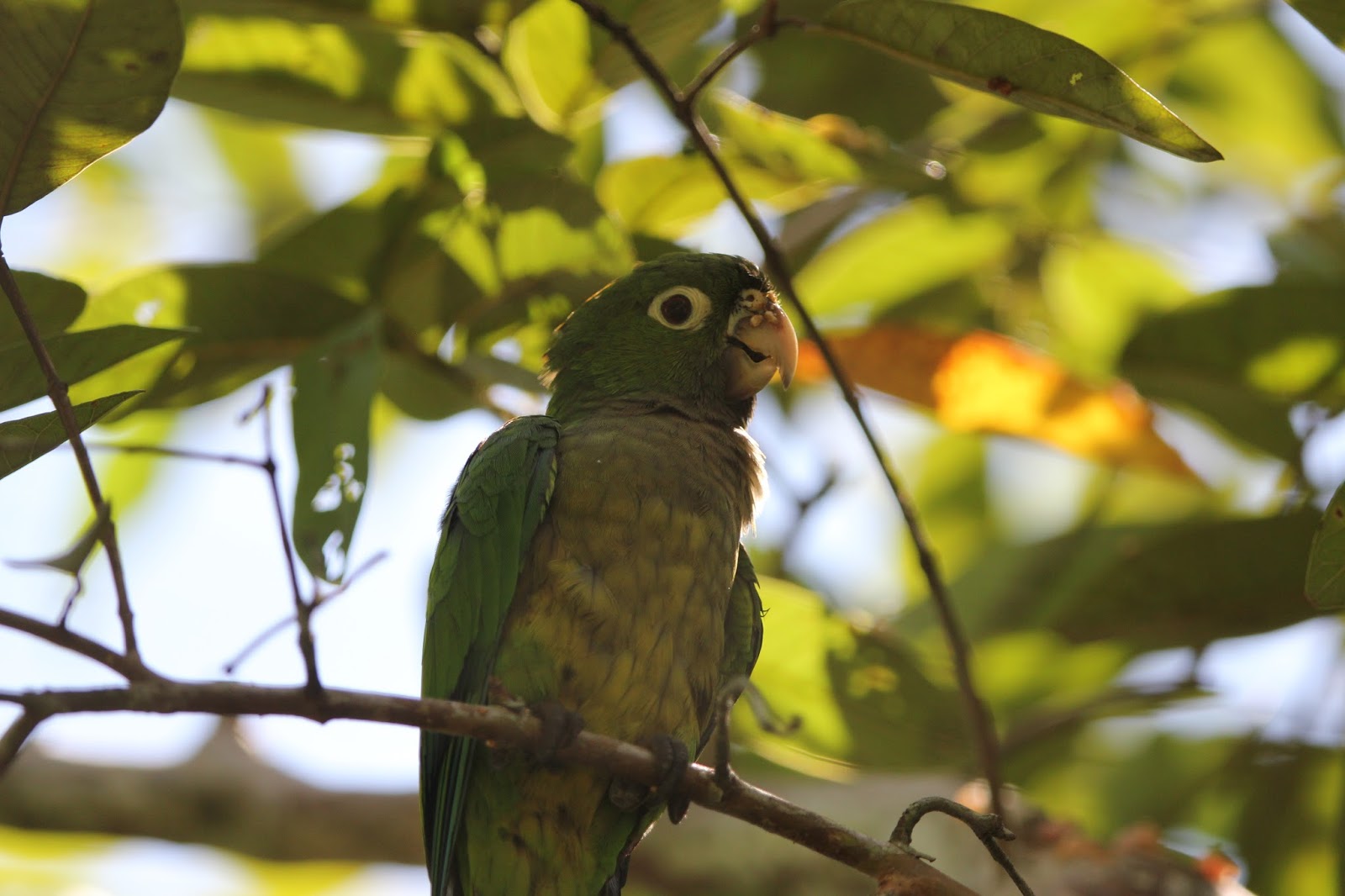 The Green Knee Club: Belize