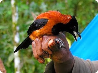 Next Generation Birders Official Blog: Obscure bird of the week: Hooded ...